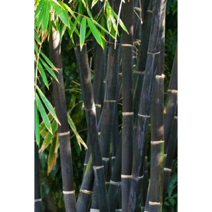 5 Biji Benih Pokok Buluh Black Bamboo Seed - 5 Seed | Shopee Malaysia