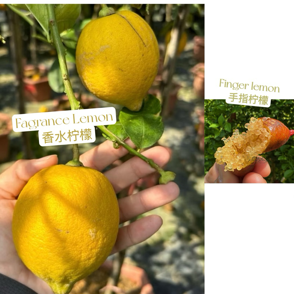 🍋Finger lemon 🍋拇指柠檬🍋香水柠檬🍋 Fragrant lemon🍋果树🍋 Citrus medica🍋 Citrus × ...
