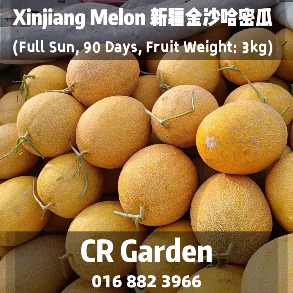 Xinjiang Melon 10 Seeds 新疆金沙哈密瓜10粒 (Full Sun, 90 Days, Fruit Weight ...