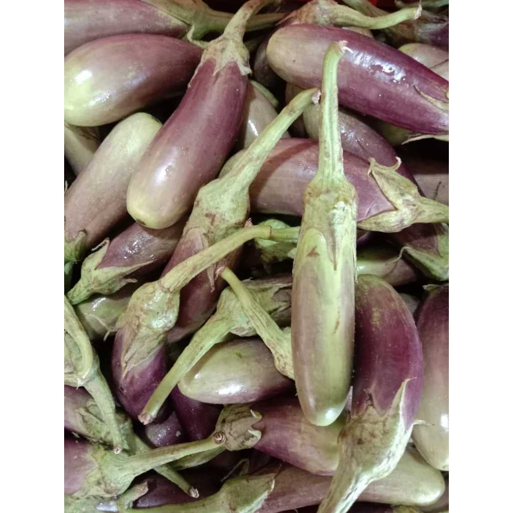 1 kg terung ulam unggu hijau kecil segar | Shopee Malaysia