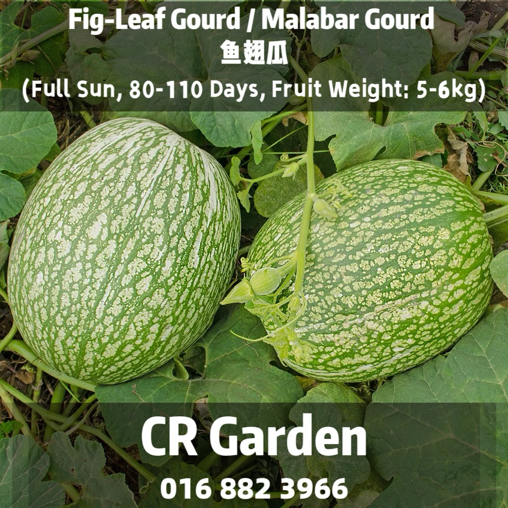 Fig-Leaf Gourd / Malabar Gourd 3 Seeds 鱼翅瓜3粒(Full Sun, 80-110 Days ...
