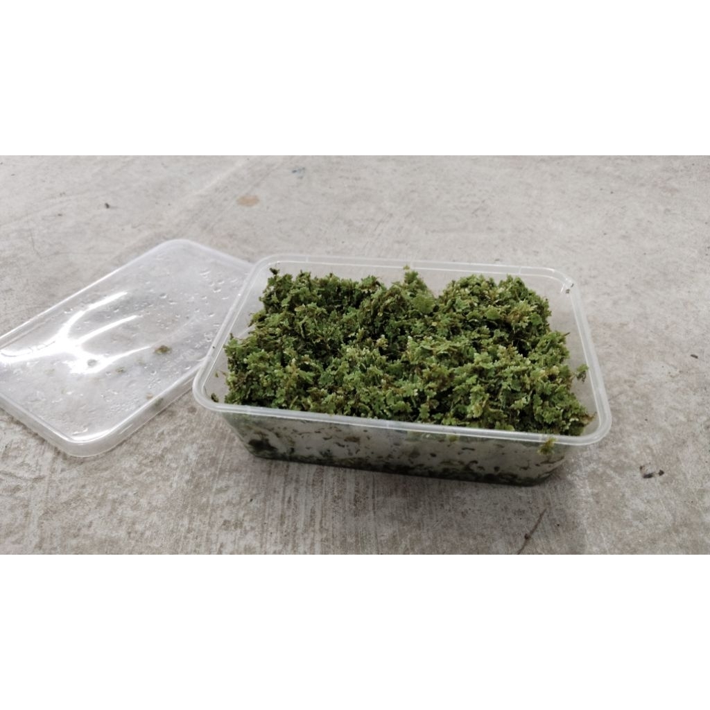 200 gram Benih Azolla Microphylla makanan ayam ikan itik lobster high ...