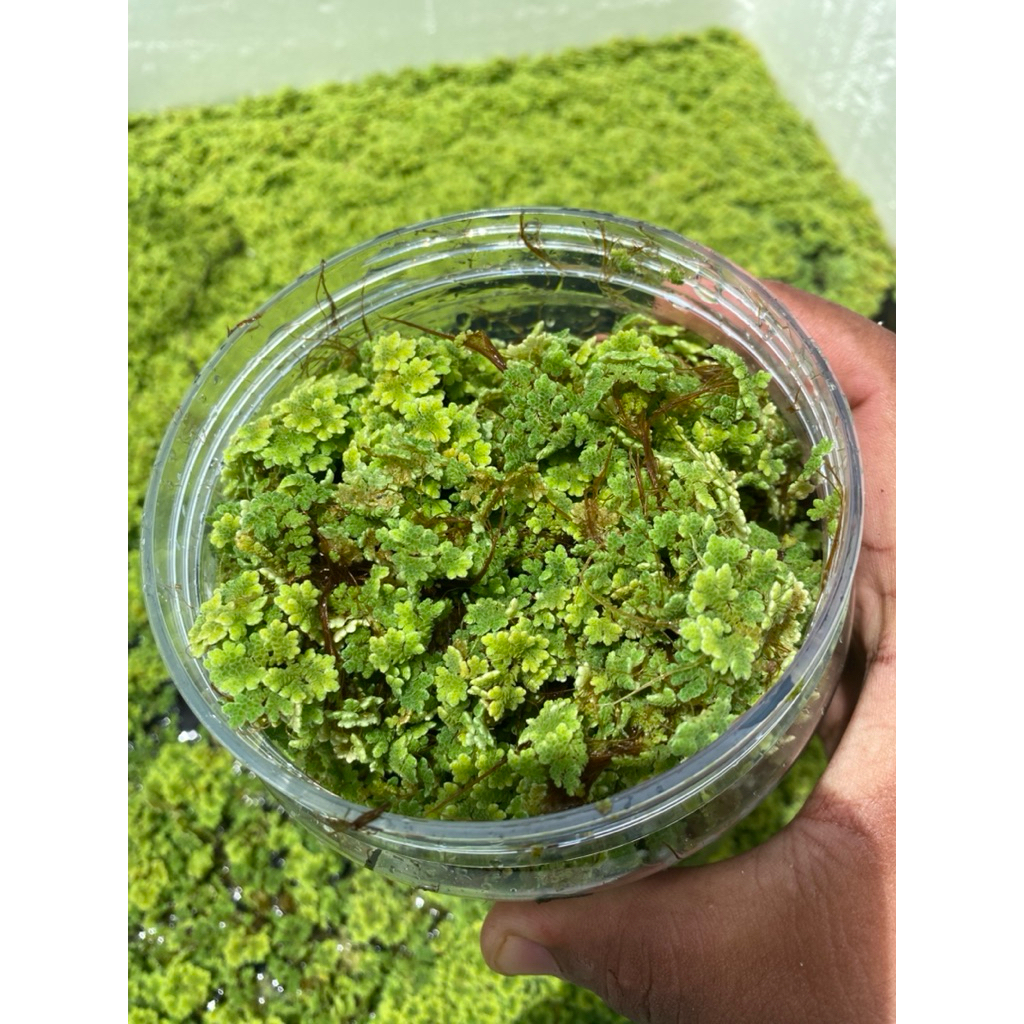 Qubix - Tumbuhan air Azolla (500g) | Shopee Malaysia
