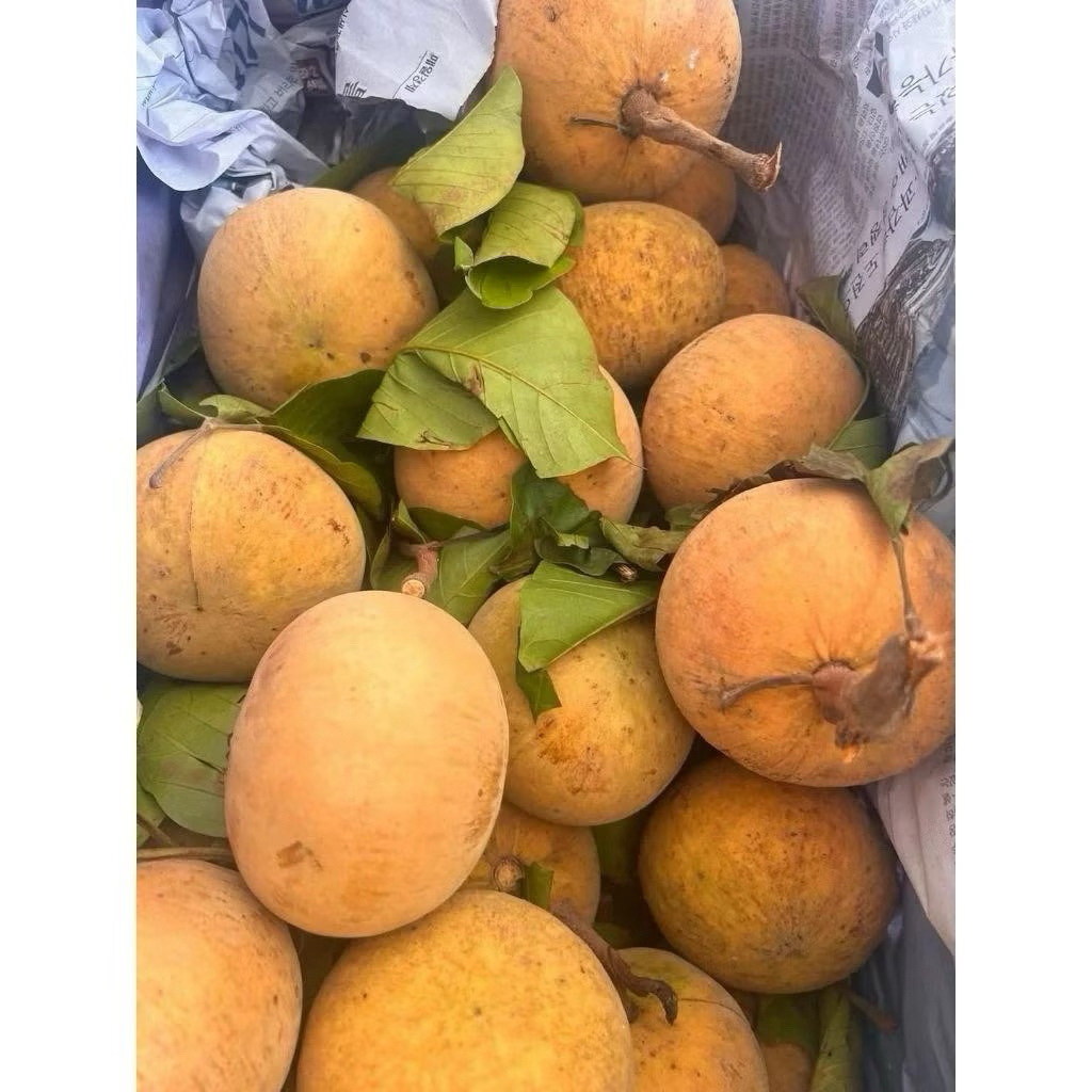 1KG Buah Setol BANGKOK Buah Sentul Buah Setoi Buah Seto Buah Sentol ...