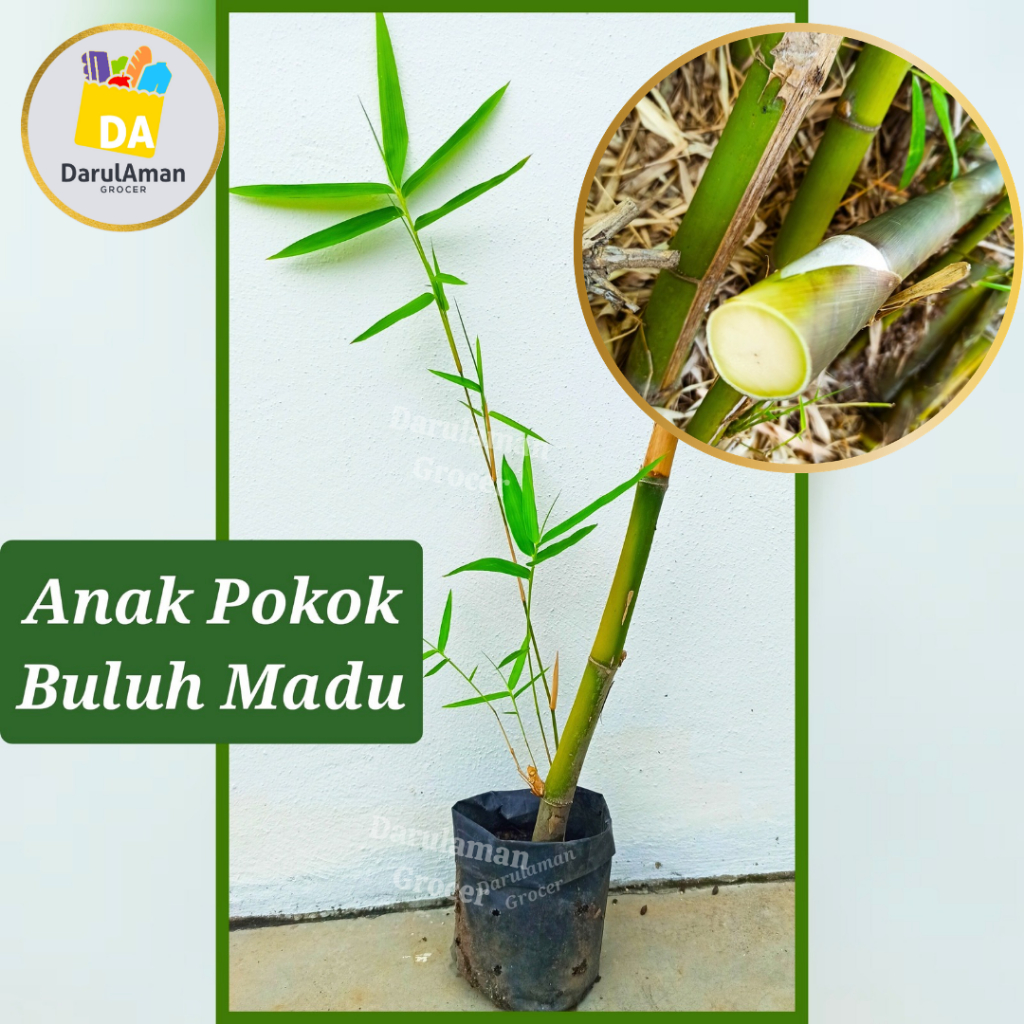 Anak Pokok Buluh Madu Thai | Shopee Malaysia