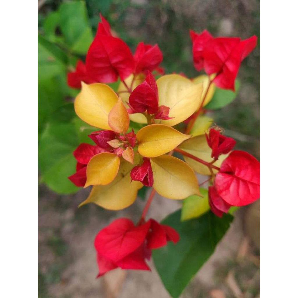Keratan batang bunga kertas ROYAL DOLPHIN ( red ) / 1 cutting stem ...