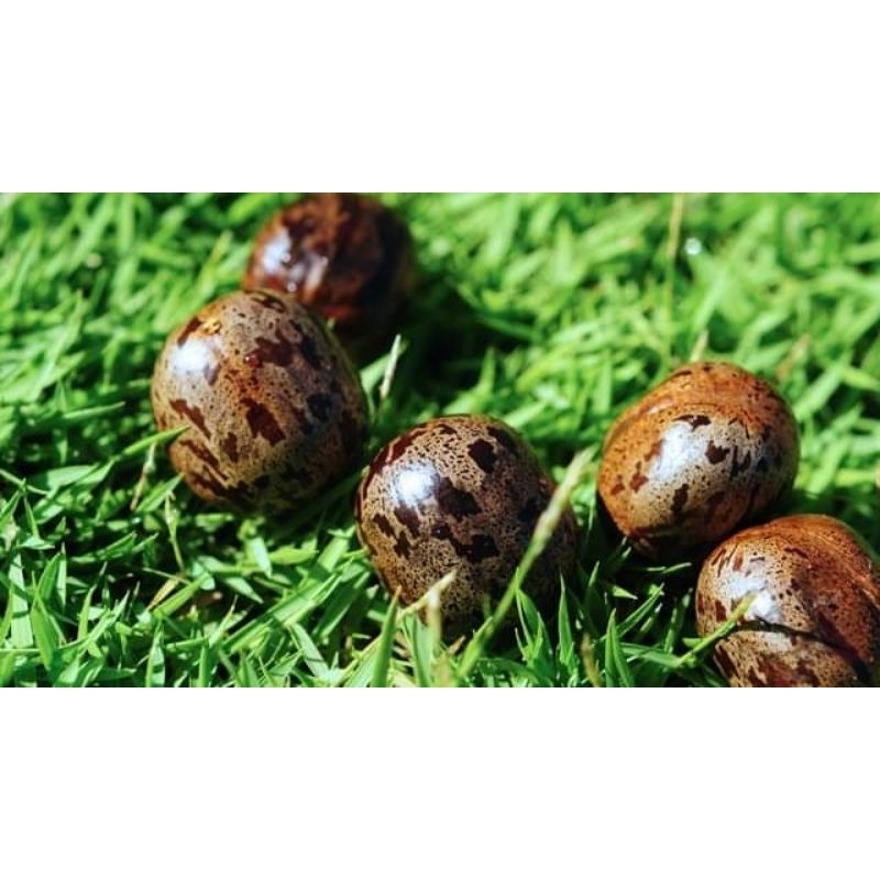 BIJI GETAH FRESH ( BIJI GETAH BALAK POKOK BESAR -FROM SABAH ) | Shopee ...