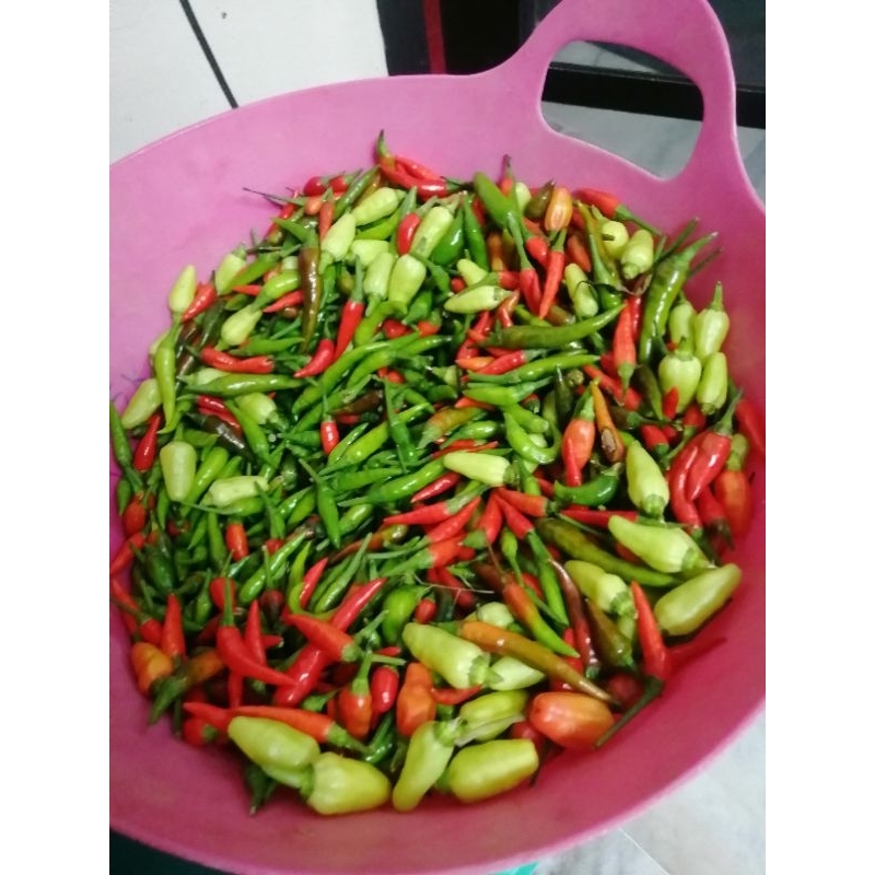 cili padi bara /cili putih (segar) | Shopee Malaysia