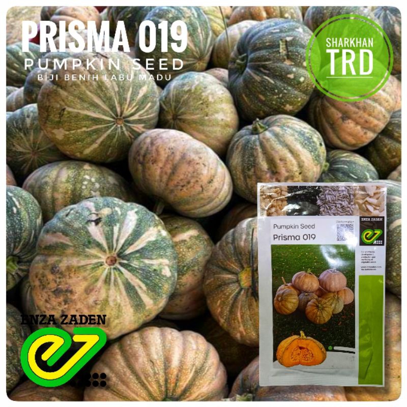 🔥NEW STOCK🔥 Paket 500 Biji PRISMA 019 F1 PUMPKIN SEED Enza Zaden Biji ...