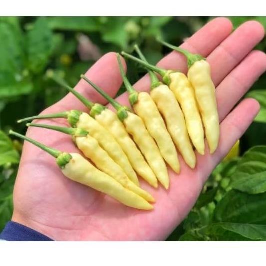 Cili Putih Panjang / Cili Rawit Putih F1 ( 20 Biji Benih ) Buah 7cm ...