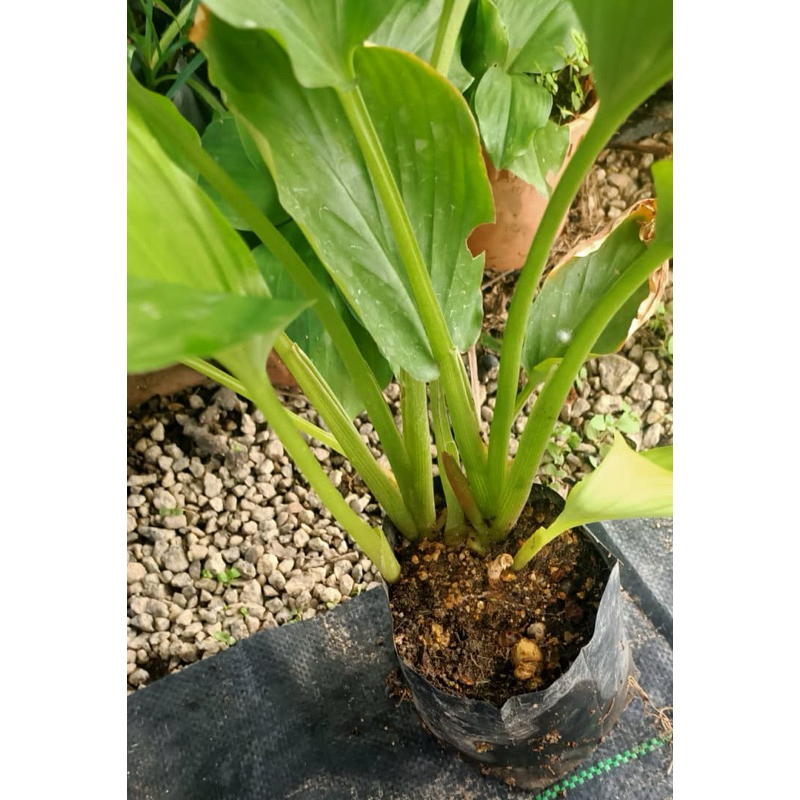 POKOK CEKUR DALAM POLIBEG | Shopee Malaysia