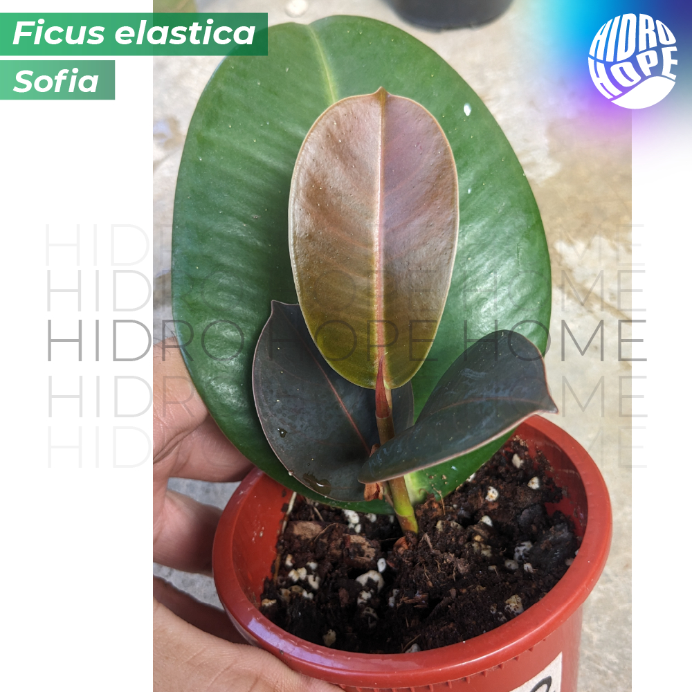 Ficus Elastica "Sofia" | Ficus Elastica Ruby | India Rubber Plant ...