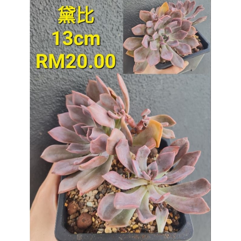 黛比多肉植物Graptoveria 'Debbie succulents plant | Shopee Malaysia