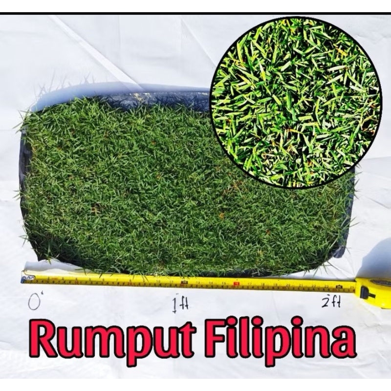 Rumput Carpet Philippine Grass | Shopee Malaysia