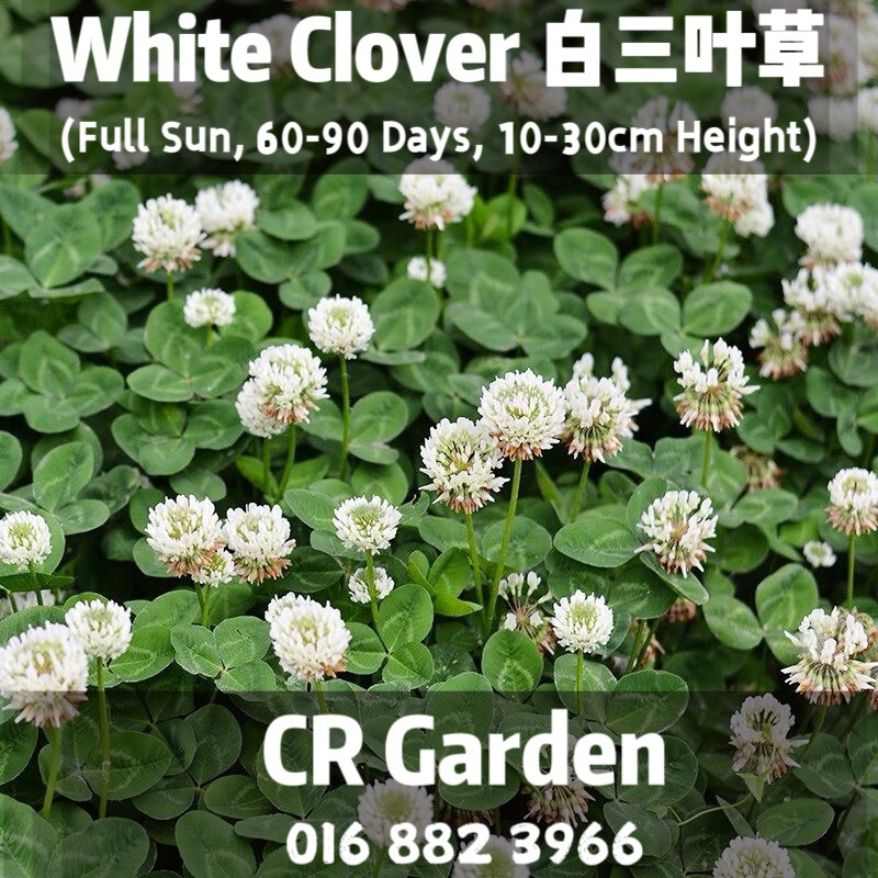 20 Biji Benih Daun Semanggi Putih白三叶草20粒White Clover 20 Seeds(Full Sun ...