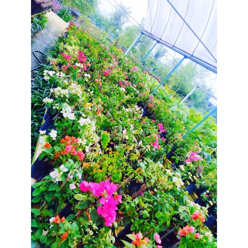 pokok bunga rebdom, pelbagai jenis pokok Outdoor' and indoor | Shopee ...