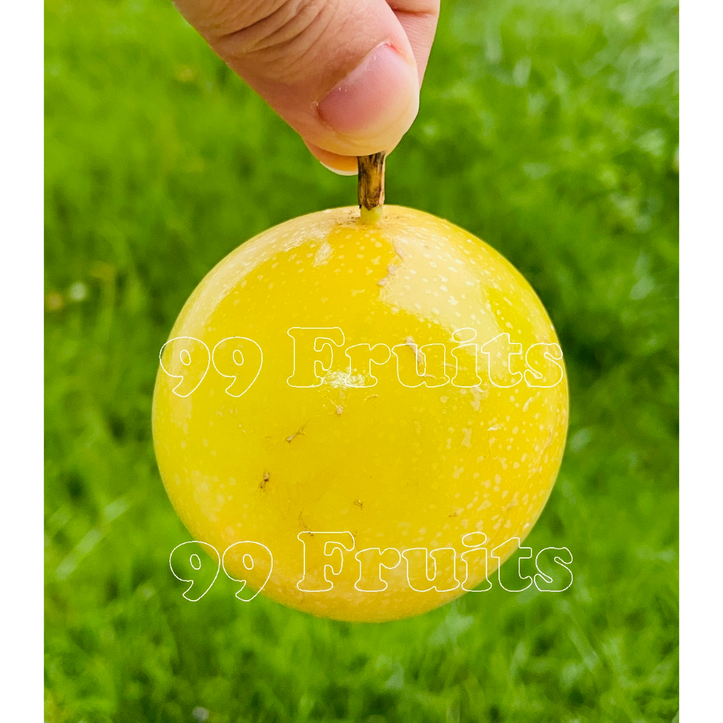 Passion Fruit Panama Golden Rose 新鲜百香果 Buah Segar Markisa Kuning Fresh ...