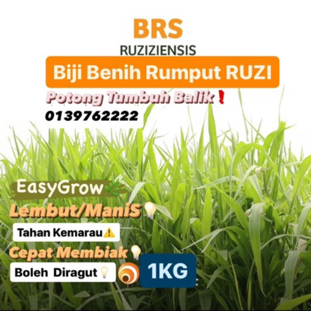 1KG Benih Rumput Ruzi Untuk Ternakan Komersial Sumber Protein Lembu ...