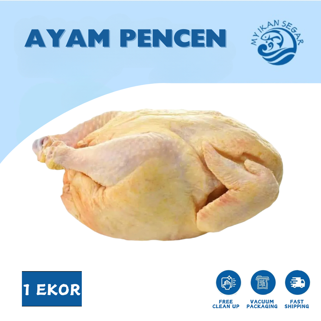Ayam pencen (siap siang dan cuci/delivery 1 semenanjung) | Shopee Malaysia