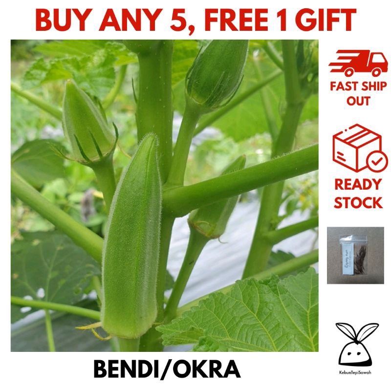 Benih bendi hijau /okra / seeds | Shopee Malaysia