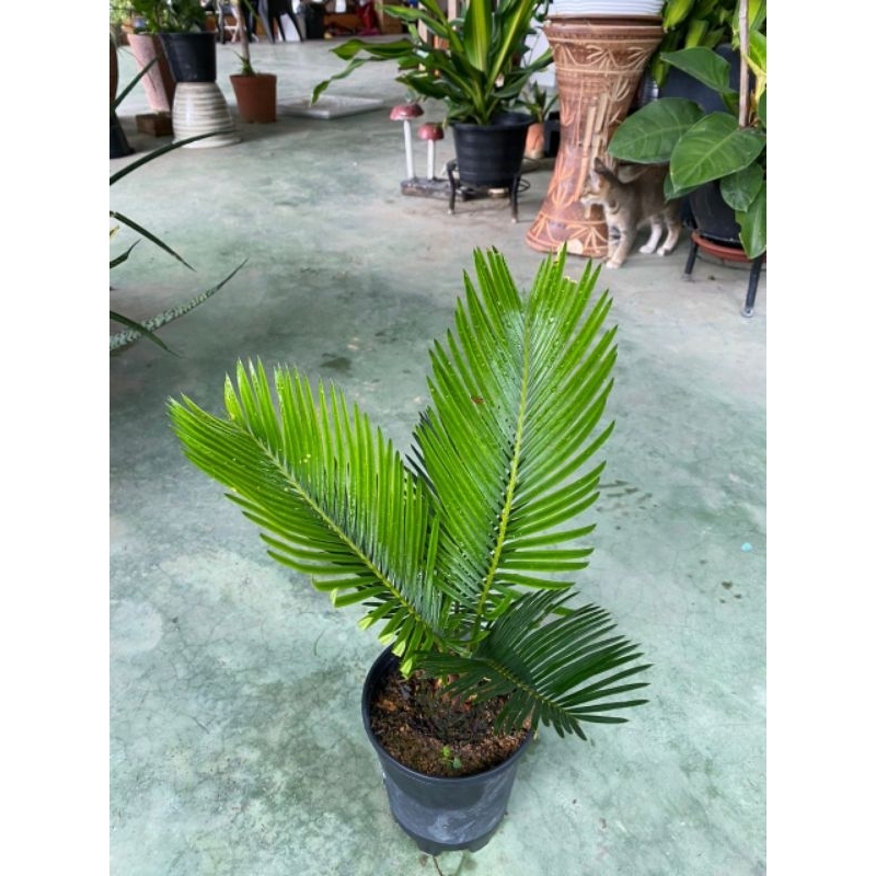 Cycas Revoluta Size M (Pokok Hiasan Hidup) | Shopee Malaysia