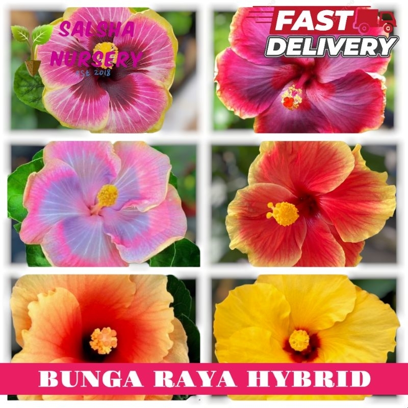 POKOK BUNGA RAYA HYBRID MIX ID | Shopee Malaysia