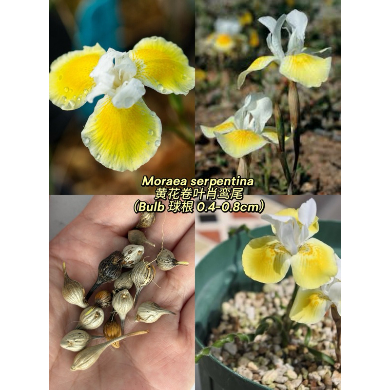 Moraea serpentina 黄花卷叶肖鸢尾 Bulb 球根 | Shopee Malaysia