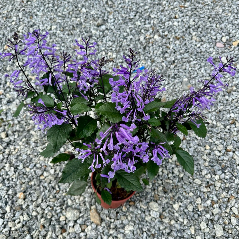 🔥OUTDOOR🔥 MONA LAVENDER TREE / Pokok Lavender / Ajuga / Bugleweed ...