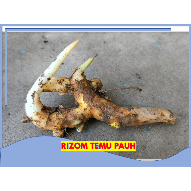 ULAM TEMU PAUH | TEMU PAUH FRESH | Sila PM seller untuk update stock ...