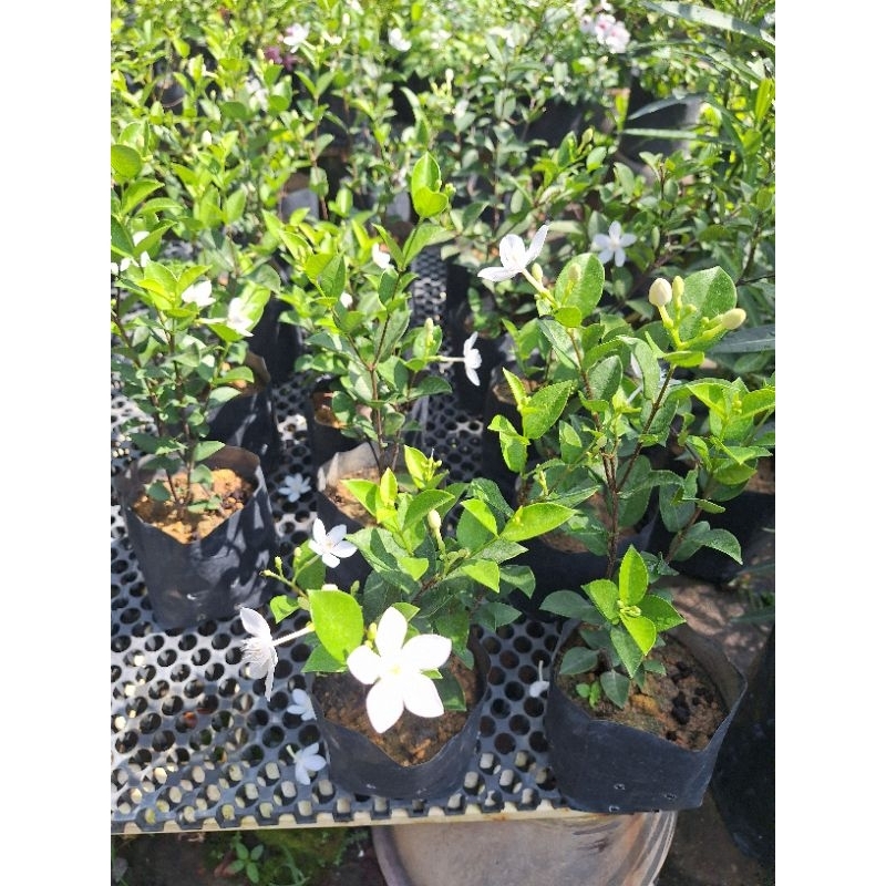 pokok Thailand jesmine daun kecil / bunga putih / tahan panas | Shopee ...