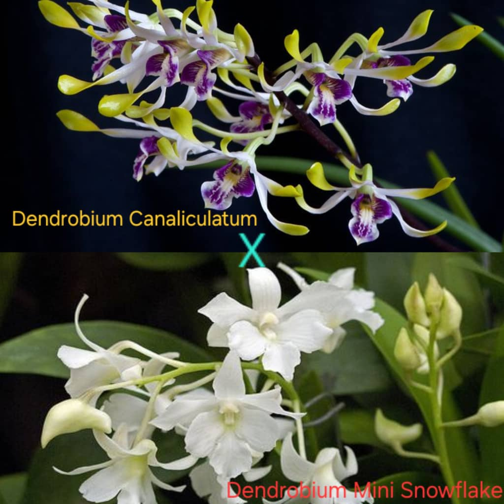 Dendrobium Canaliculatum x Dendrobium Mini Snowflake | Dendrobium ...