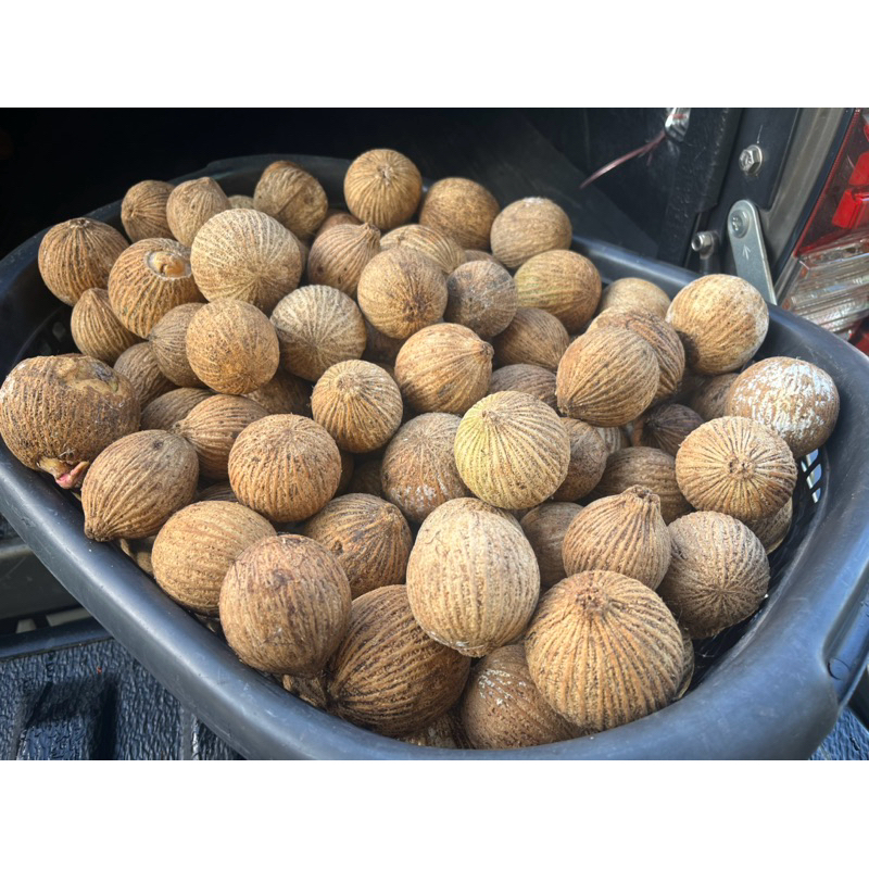 buah kulim segar dari pokok | Shopee Malaysia