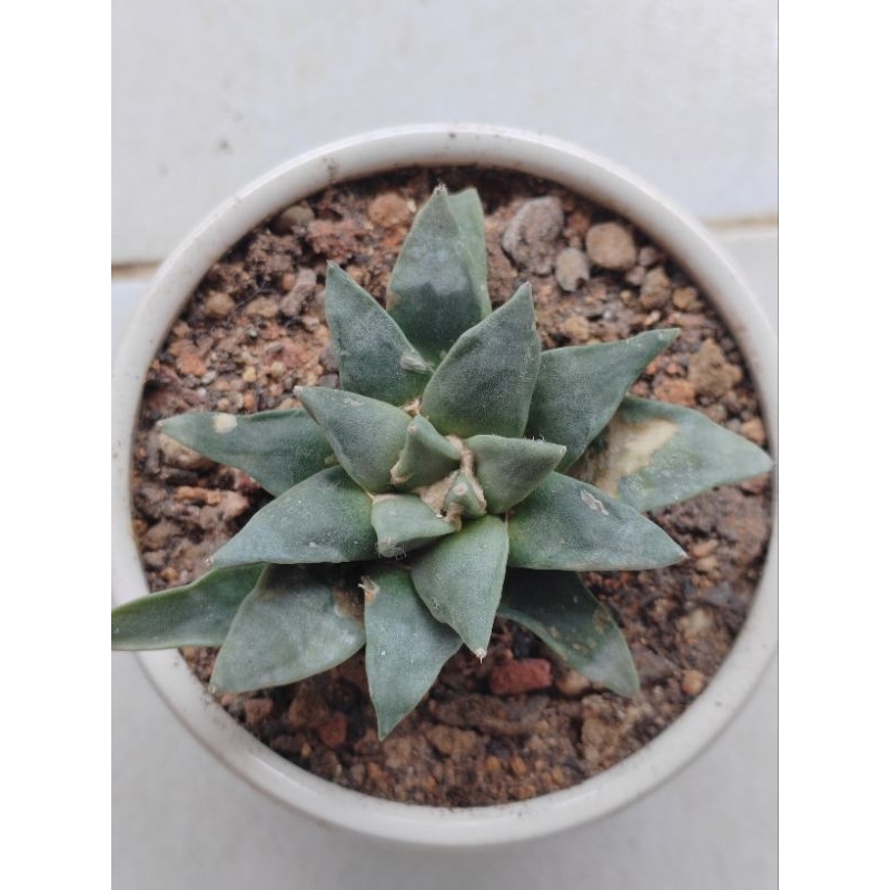 Big Ariocarpus Retusus hybrid 多肉植物-超美大岩牡丹杂 | Shopee Malaysia