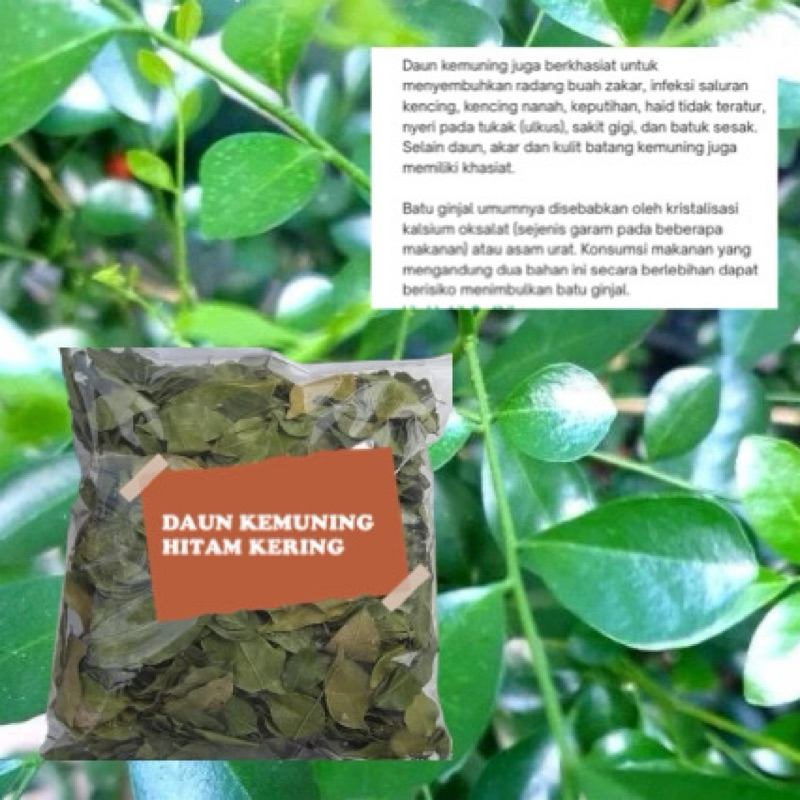 DAUN KEMUNING HITAM kering 100g | Shopee Malaysia
