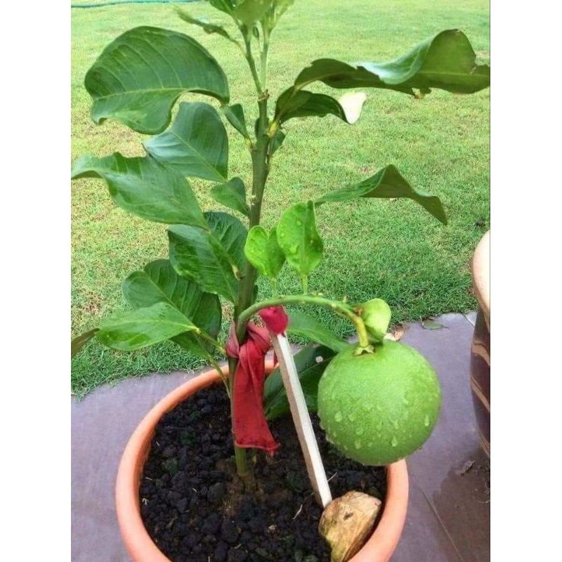 Pokok Limau Bali isi Merah | Shopee Malaysia