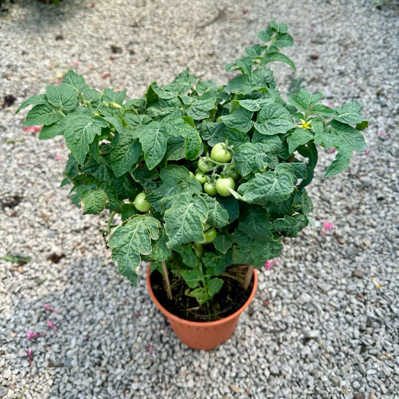 🔥HERB🔥 TOMATO CHERRY / Tomato Ceri / Solanum Lycopersicum / Kitchen ...