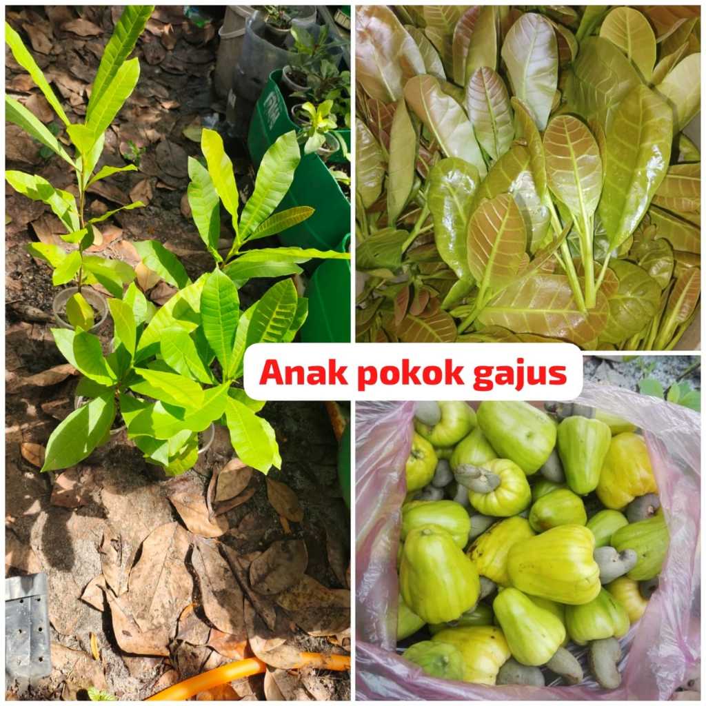 Anak Pokok Gajus / Pokok Pucuk Tere / Pokok Ulam Pucuk Gajus | Shopee ...