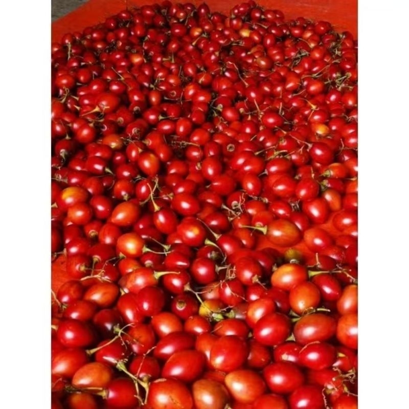 Buah Cinta Cameron Highlands 金马伦爱情果 Terung belanda Tamarillo 😍 | Shopee ...