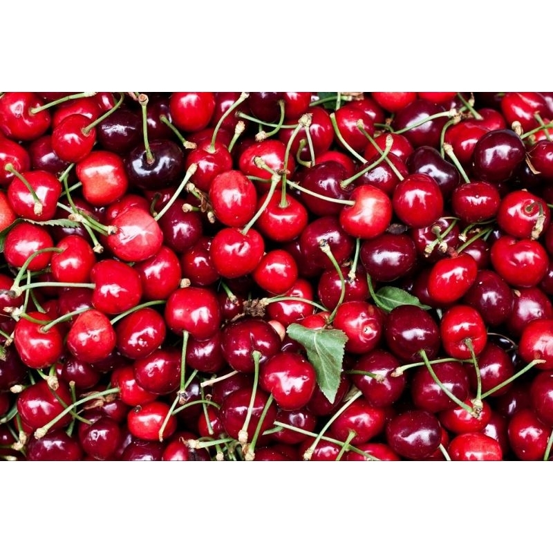 anak pokok ceri australia/sweet cherry/ceri merah | Shopee Malaysia