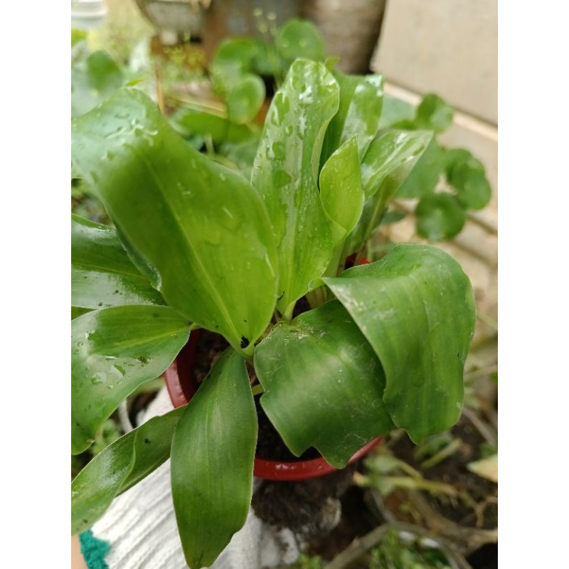 ANAK POKOK CEKUR KAMPUNG/KENCUR | Shopee Malaysia