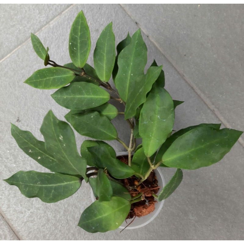 Hoya cv. Patricia plant | Shopee Malaysia