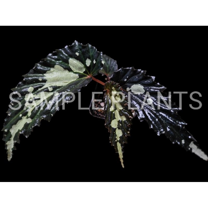 Begonia sp mantuk (rare) | Shopee Malaysia