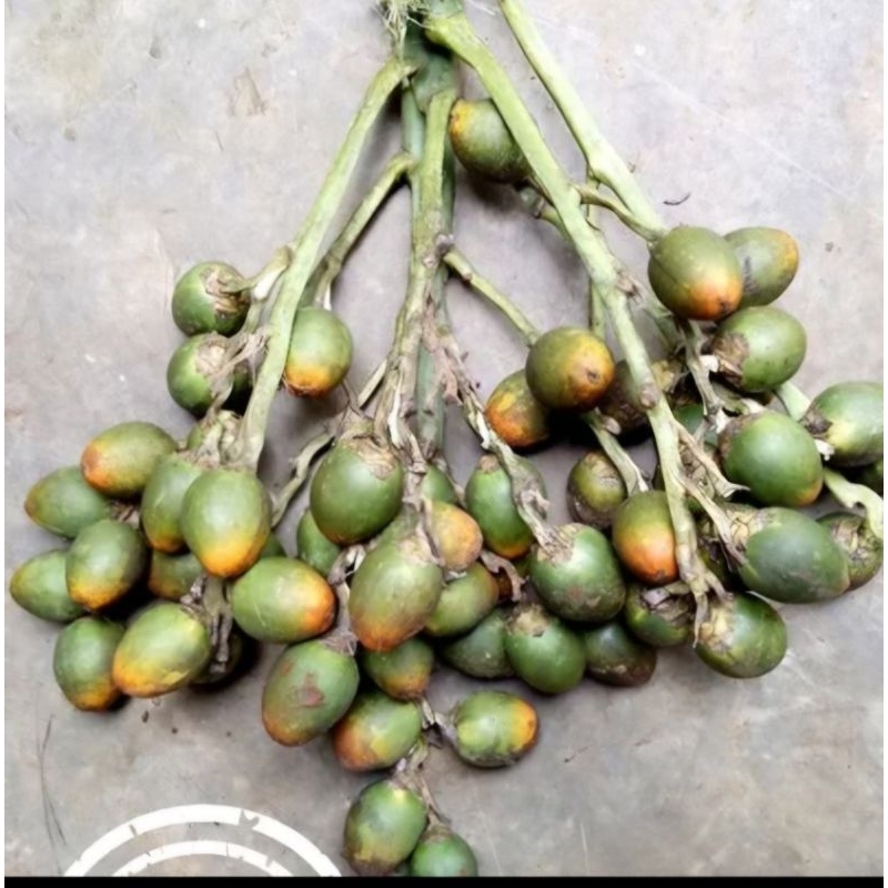 BUAH PINANG TUA RM7.91(10 BIJI) | Shopee Malaysia