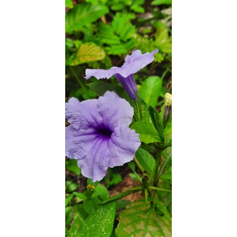 現貨(ready stock)/塊根蘆莉草(紫花)3棵苗/Ruellia tuberosa(purple flower)2xsaplings ...