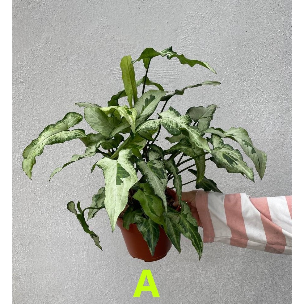 Syngonium Three Kings - Aroid Live Indoor Plant Pokok Tanaman Hiasan ...