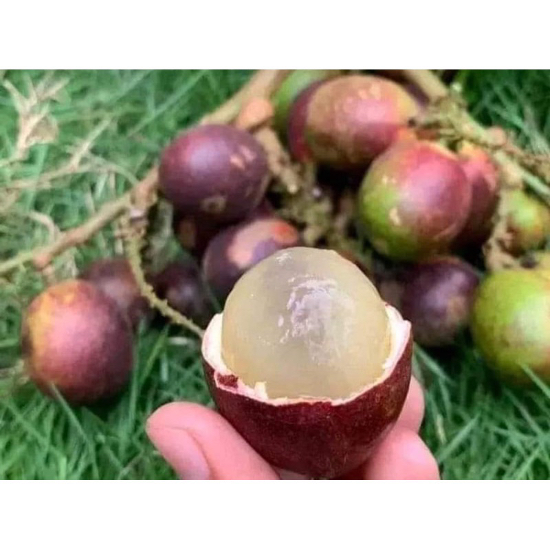 matoa/ longsn brazil hibrid buah kale merun | Shopee Malaysia