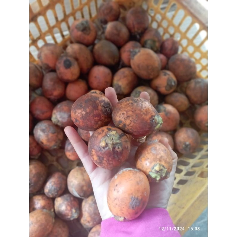 Buah Pinang Masak Kuning 1 biji | Shopee Malaysia