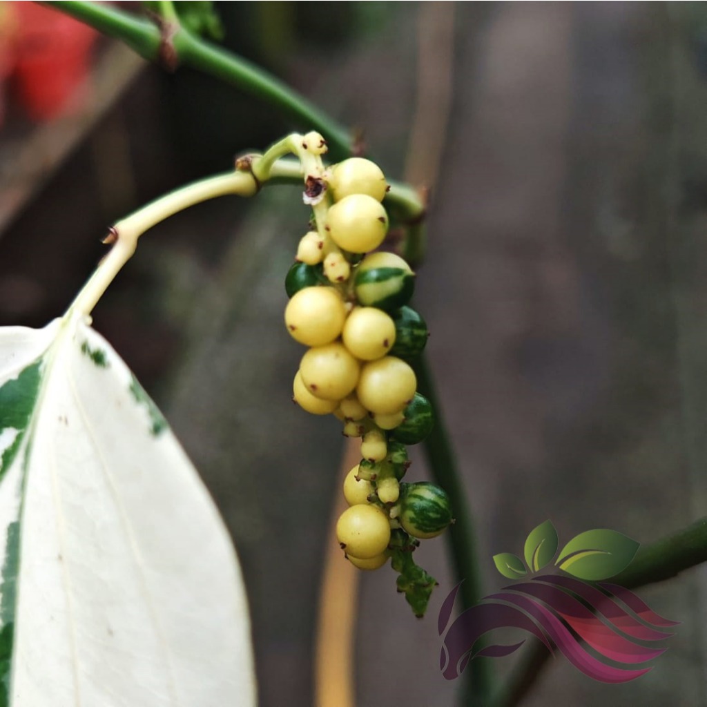 black Pepper plant Piper Nigrum Variegated Piper Nigrum Green Pokok ...