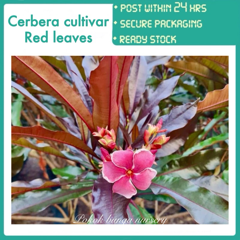 PBN - cerbera cultivar red leaves - 3 feet tall 3 kaki tinggi Pokok ...