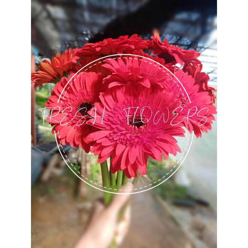 Fresh Gerbera/Daisy from farm of Cameron非洲菊 for Mother's/Teacher's Day ...